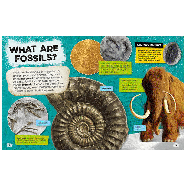 Fantastic Fossils - Make Believe Ideas US